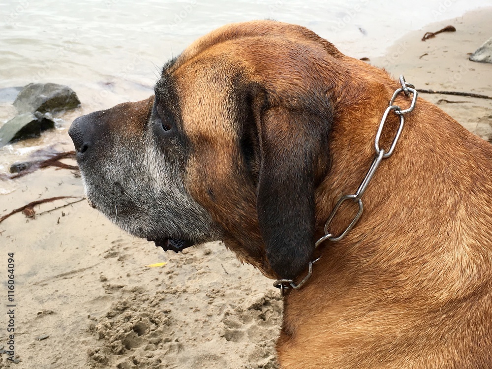 Boerboel, Burbull Stock Photo | Adobe Stock