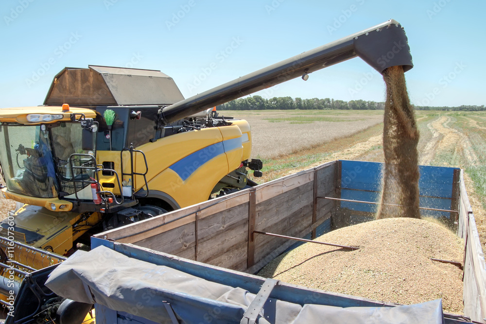 Combine harvester load wheat in the truck at the time of harvest in a ...