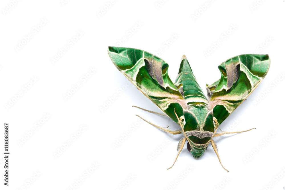 Moth Guard Month wraps and Oleander Hawk moth Stock Photo | Adobe Stock