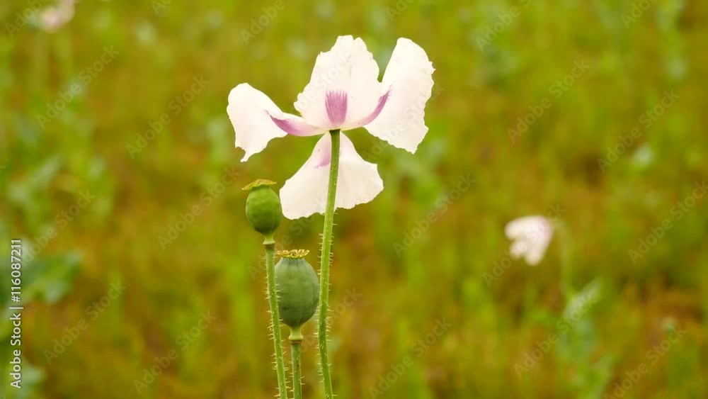Gentle white poppy flower.. Field with green poppy heads in background ...