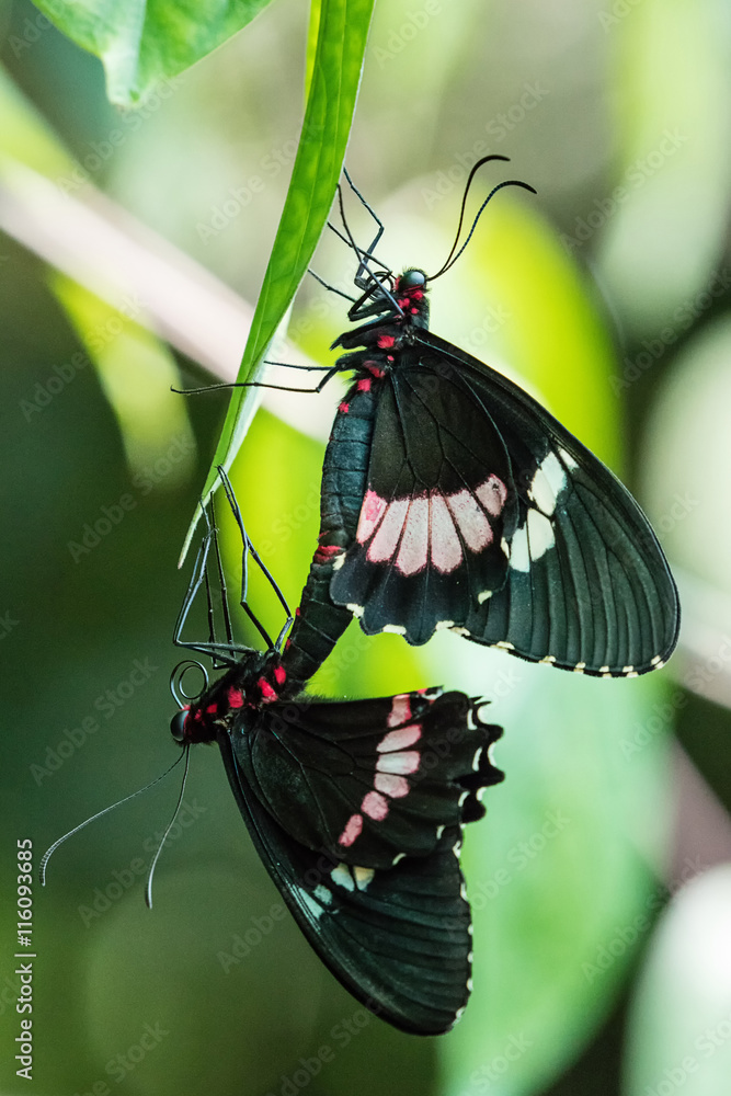 Schmetterlinge Stock-Foto | Adobe Stock