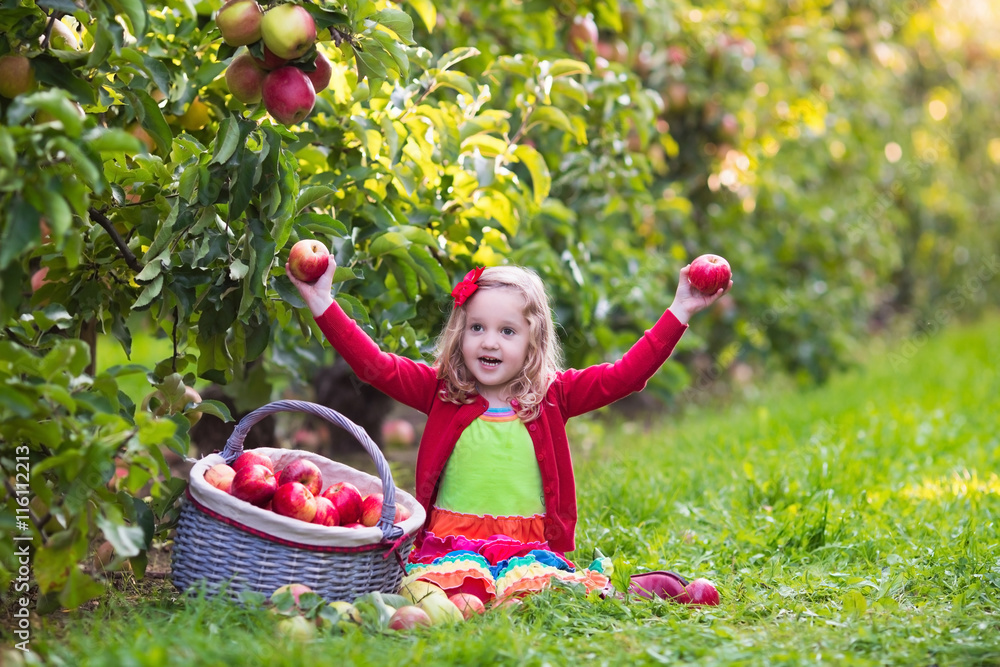 Little girl picking apples from tree in a fruit orchard Stock Photo ...