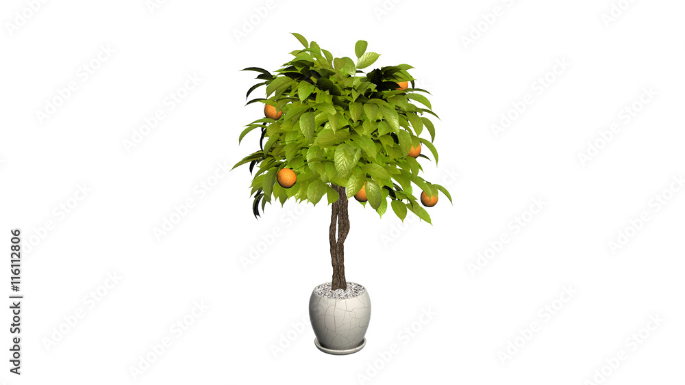 Lemon tree, decorative plant in a flower pot isolated on white ...