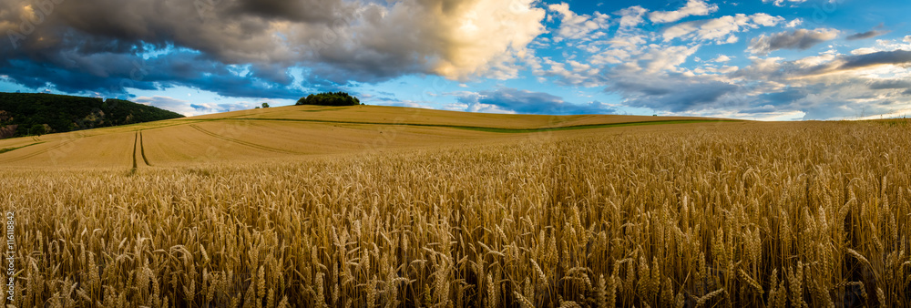 Weizenfeld Stock-Foto | Adobe Stock