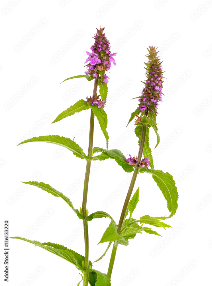 Stachys palustris, commonly known as marsh woundwort, marsh hedg Stock ...