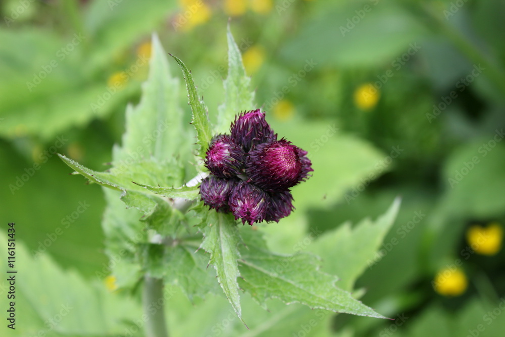 Eine heimische Distel mit violetten Blüten (Kratzdistel) Stock Photo ...