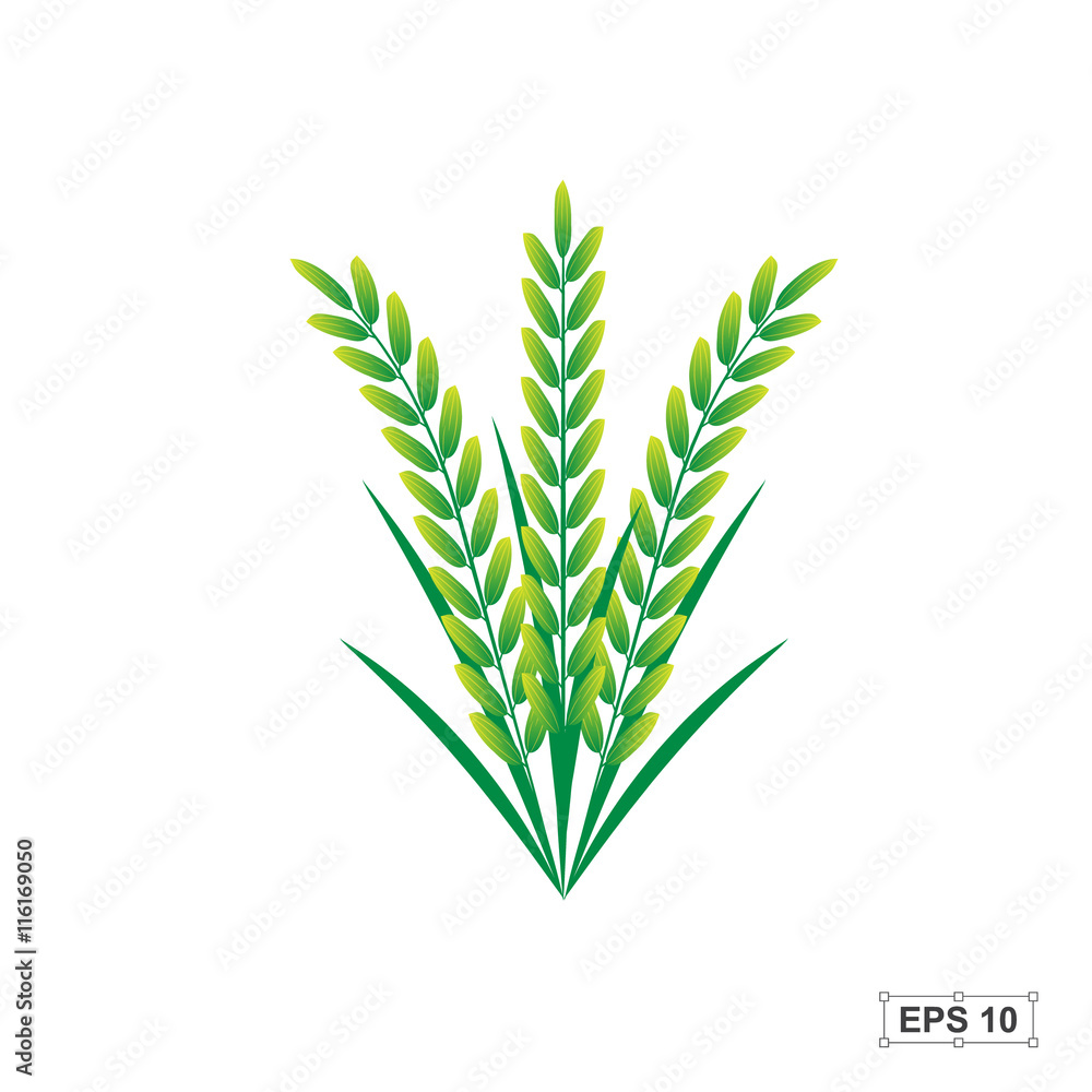Rice,Green Rice,Vector illustration Stock Vector | Adobe Stock