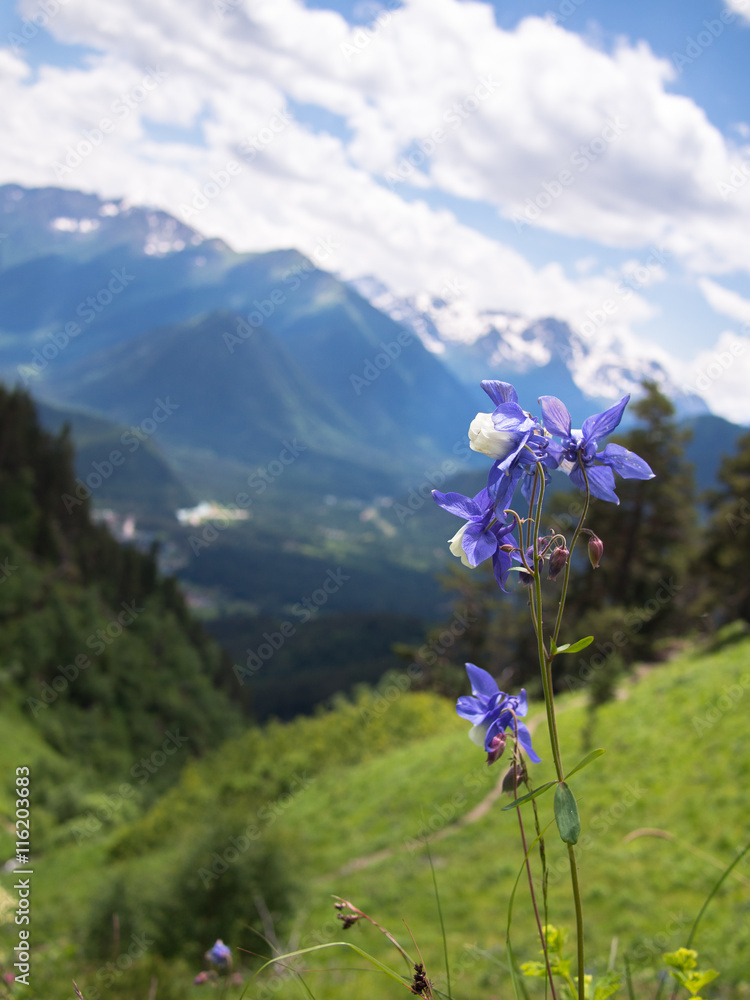 Beautiful mountain flower growing in the meadow on a background of ...