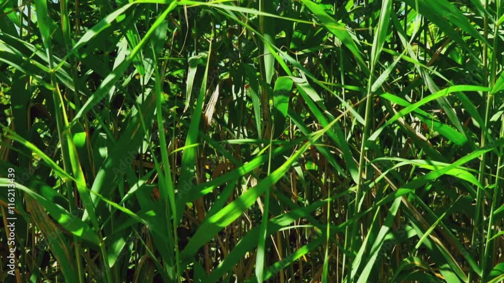 Reed cane with a slender stick used as a support for plants, as a ...