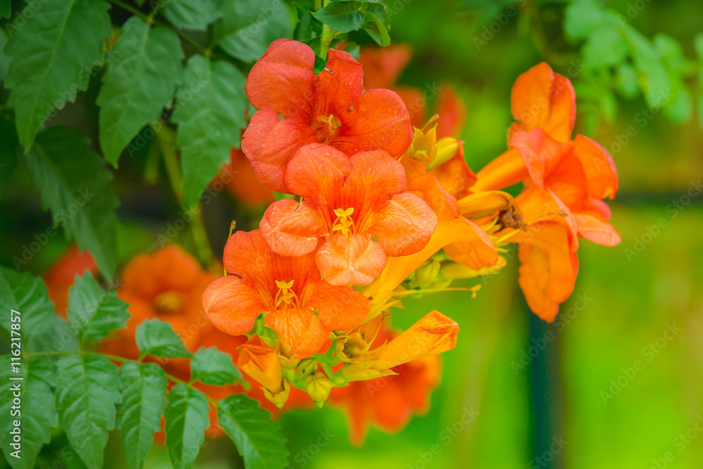 Orange Chinese Trumpet Vine Flower (Bignonia grandiflora Thunb.) foto ...