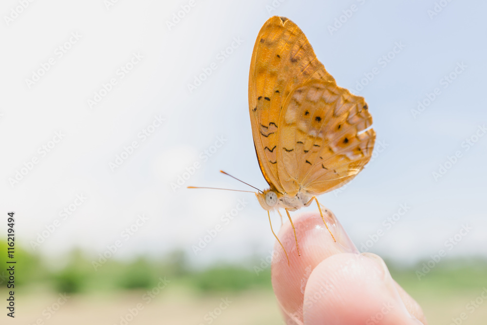 yellow Butterfly on finger in nature sky background, The Common Yeoman ...