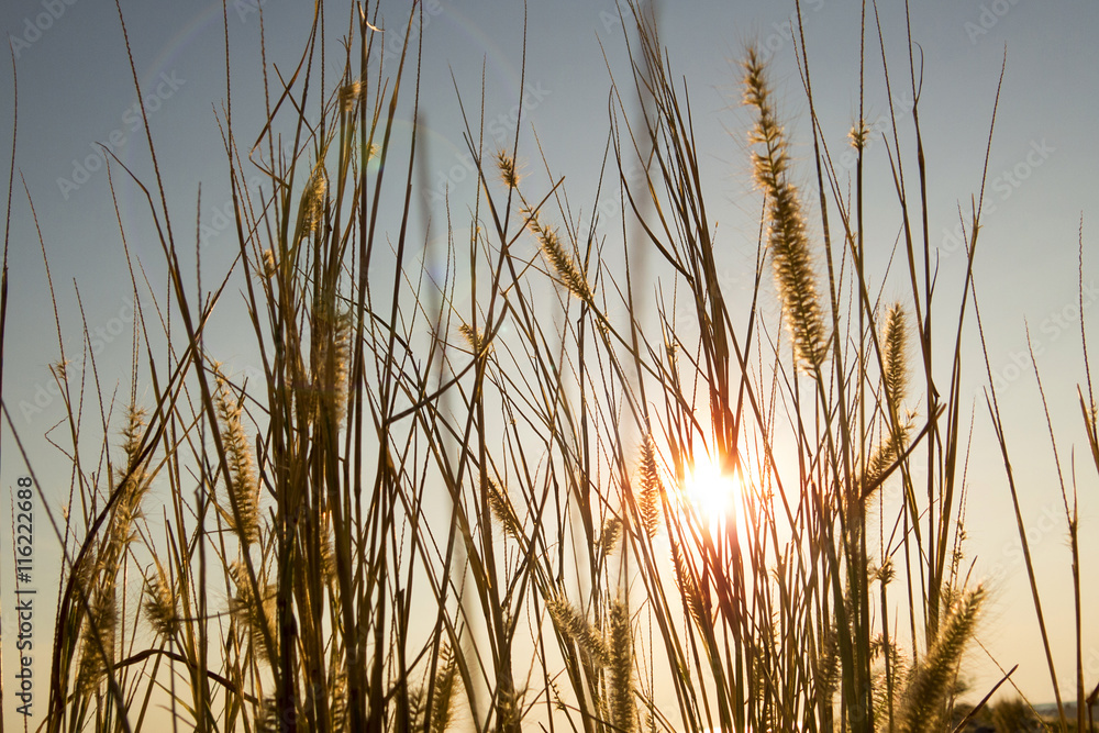 Majestic field in the sunlight. Dramatic and picturesque morning scene ...