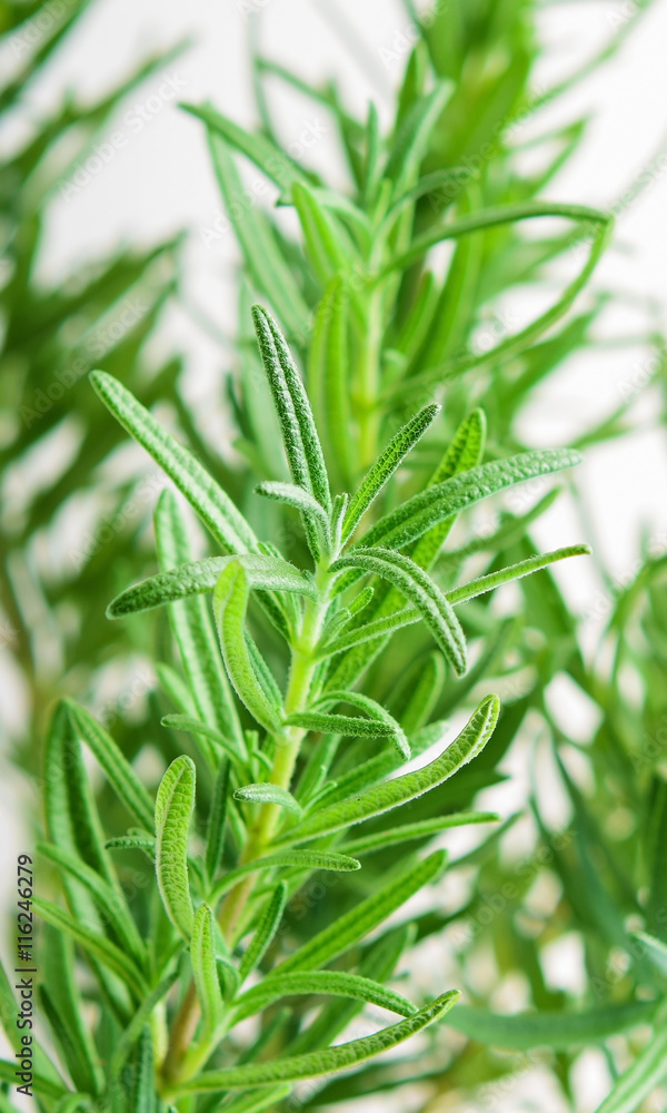 Fresh Rosemary Leaves