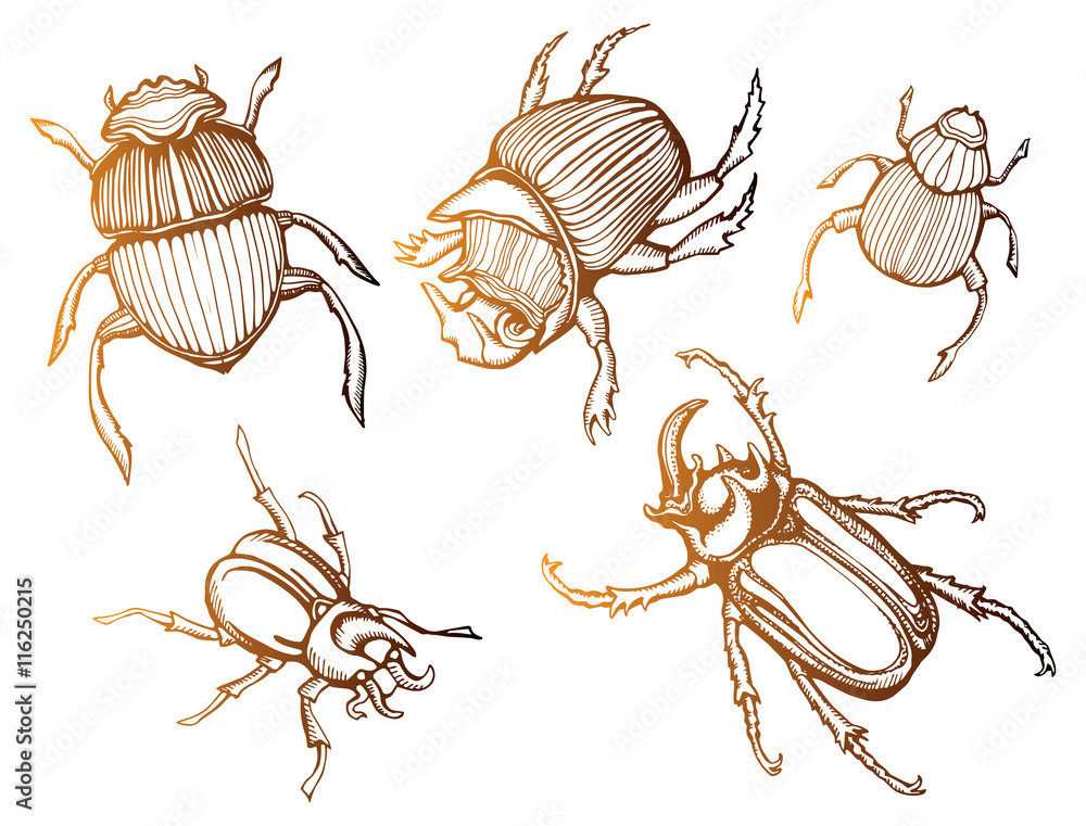 Beetle deer. Horned Beetle. Big. Insect. Set. Line art. Black and white ...