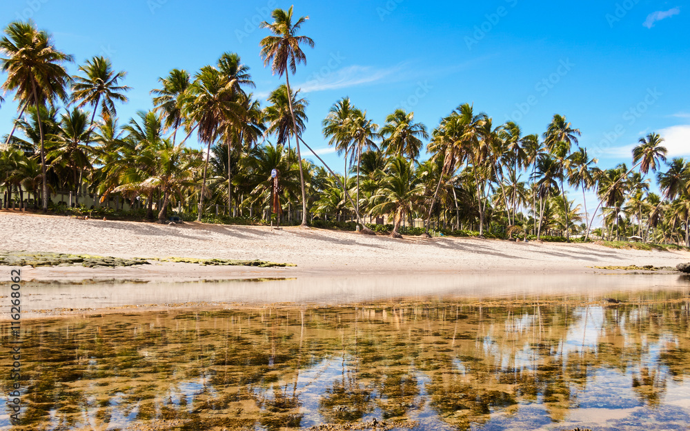 Praia do Forte (Brasil) Stock Photo | Adobe Stock