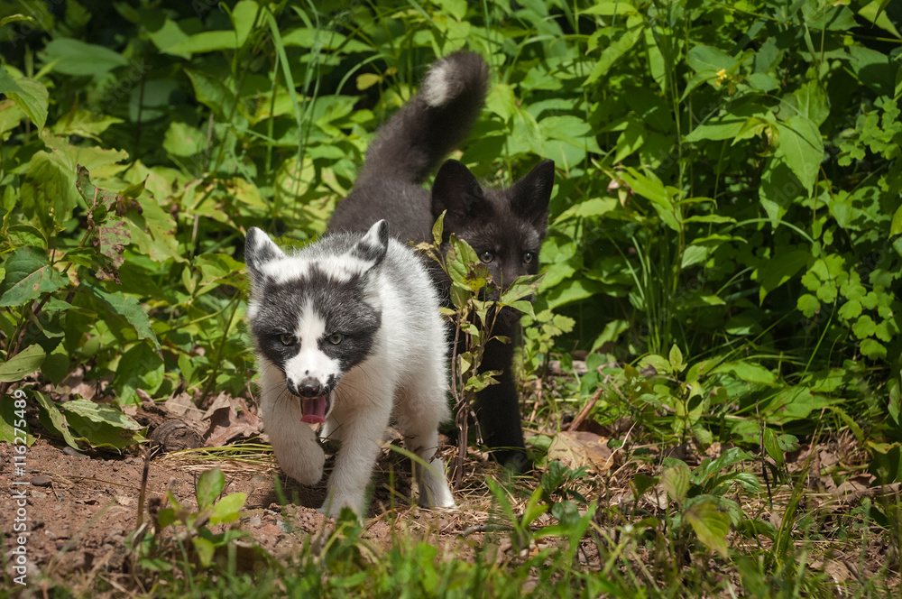 Marble Fox Animal