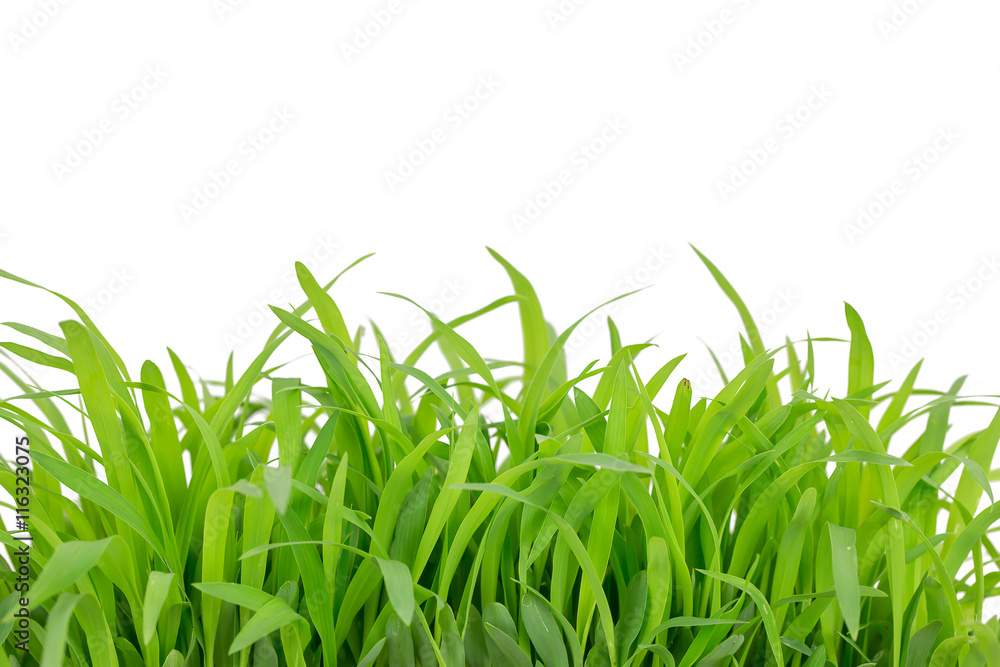 grass isolated on white background Stock Photo | Adobe Stock