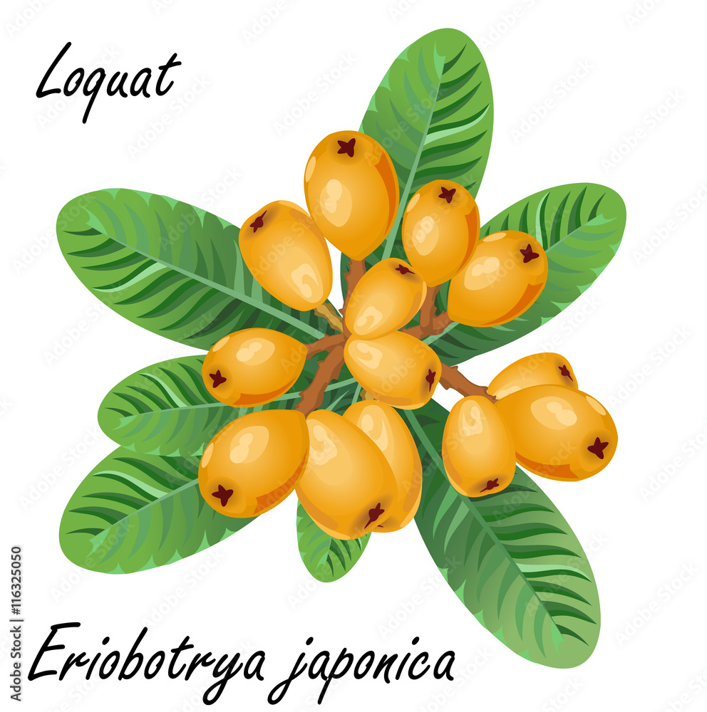 Loquat (Eriobotrya japonica, medlar). Hand drawn vector illustration of ...