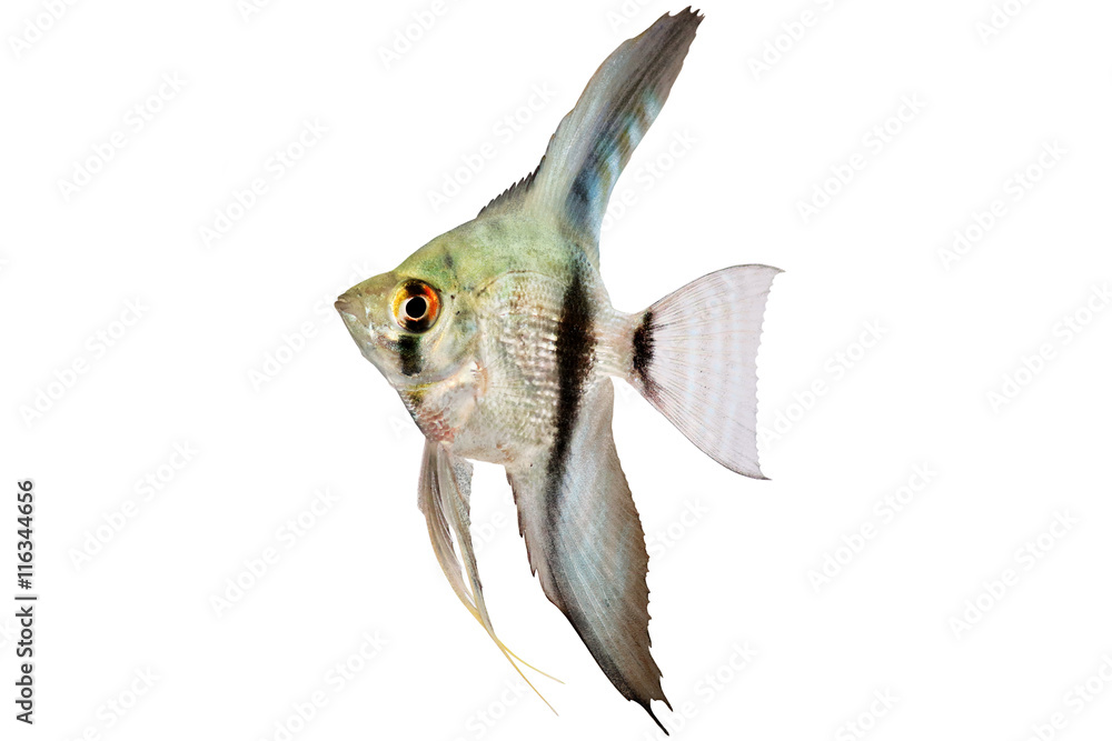 Blue Freshwater Angelfish