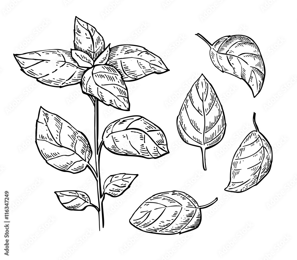 Basil Leaf Vector