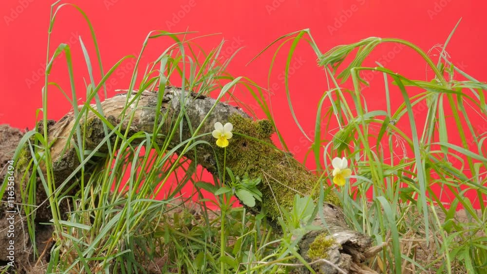 Vidéo Stock Violets Old Tree Root Green Grass Aroung Root Green Young ...