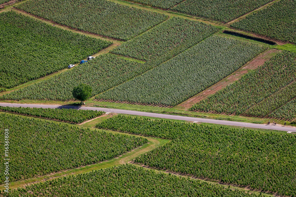 vue aérienne de champs de vignes traversés par une route, et un arbre ...