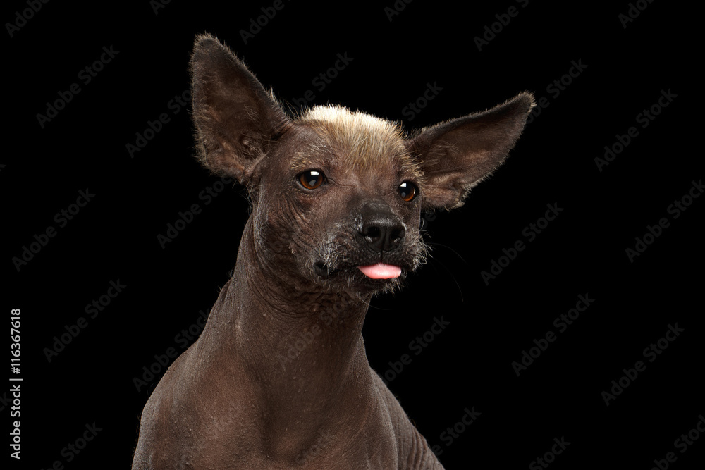 Funny Xoloitzcuintle - hairless mexican dog breed showing tongue ...