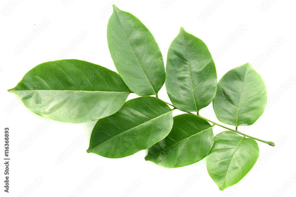 Burma padauk leaf isolated on white background,Pterocarpus macrocarpus ...