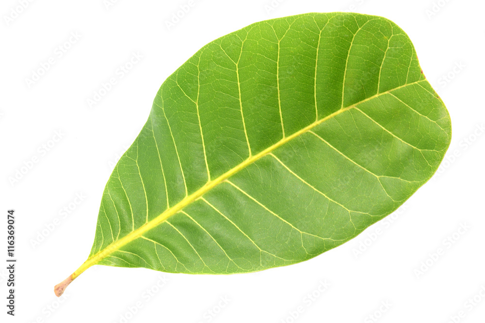 cashew nut leaf isolated on white background Stock Photo | Adobe Stock