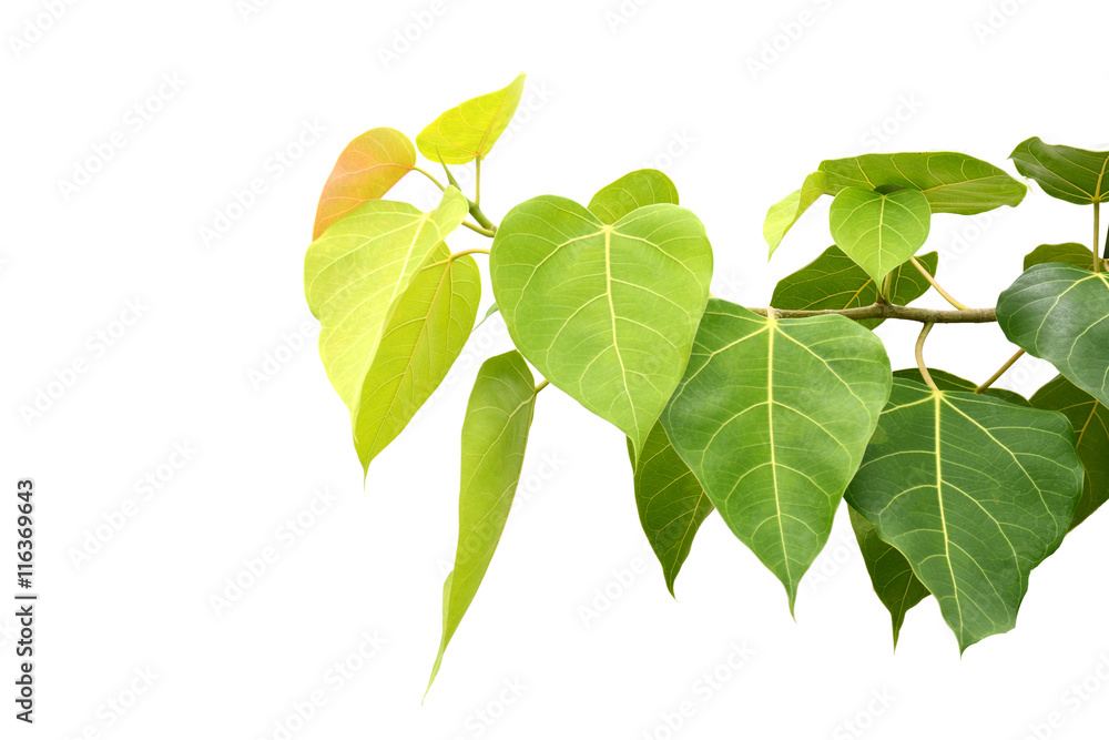 Bodhi or Peepal Leaf from the Bodhi tree, Sacred Tree for Hindus and ...