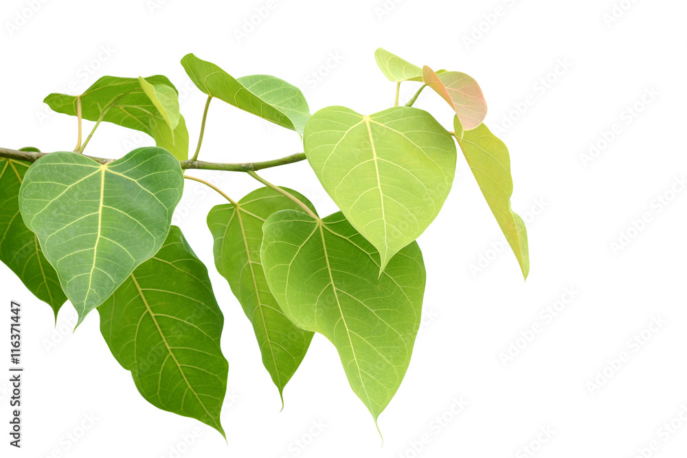 Bodhi or Peepal Leaf from the Bodhi tree, Sacred Tree for Hindus and ...