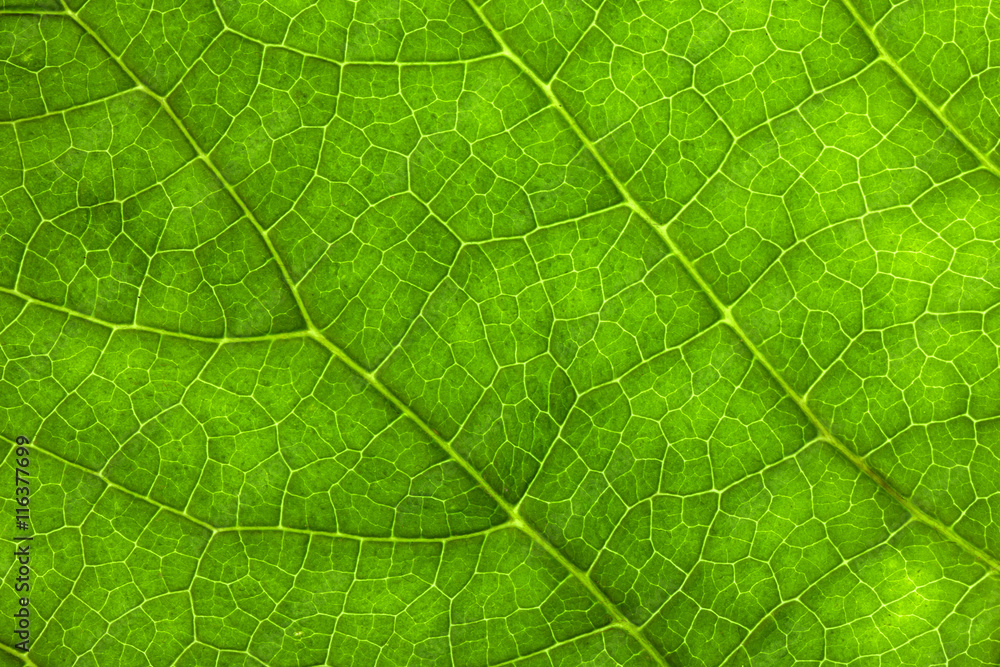 Leaf Texture./ Leaf Texture. Stock Photo | Adobe Stock