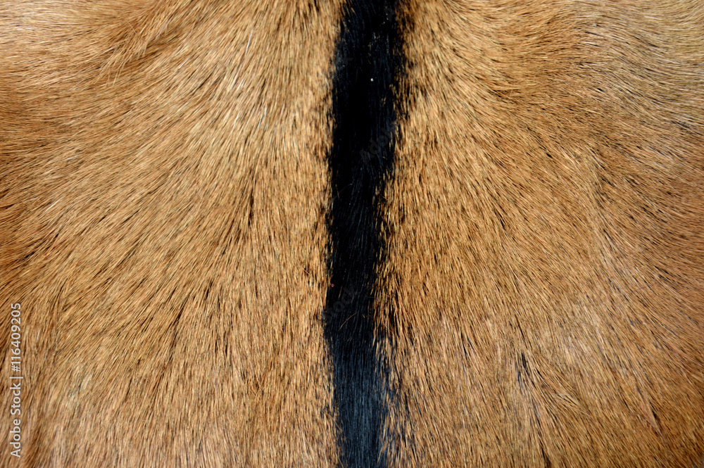 goat skin texture Stock Photo | Adobe Stock