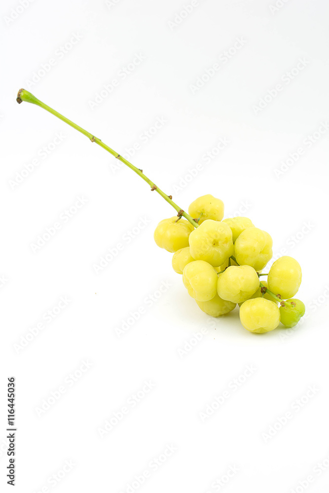 Phyllanthus acidus in Cup, Phyllanthus acidus, known as the Otaheite ...