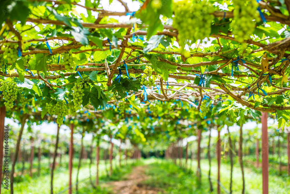 Foto de Grape farm in the countryside of Thailand. do Stock | Adobe Stock