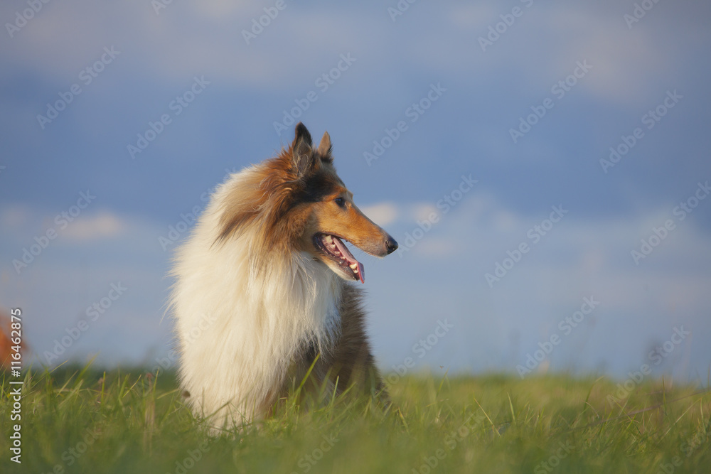 Rough Collie Stock Photo | Adobe Stock
