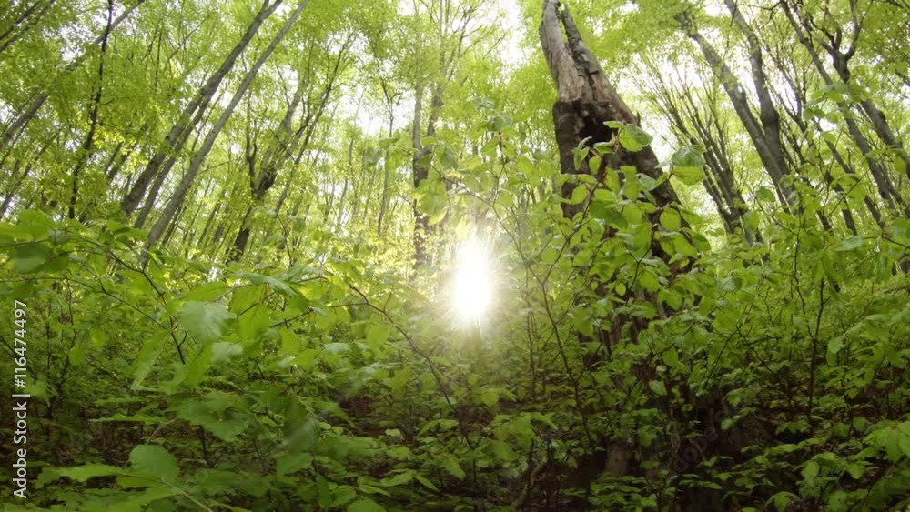Small Bushes Near Tree Roots in Forest Through Which Light Makes Its ...