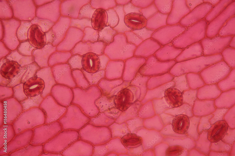 Plant cell surface of leaf under microscope Stock Photo | Adobe Stock