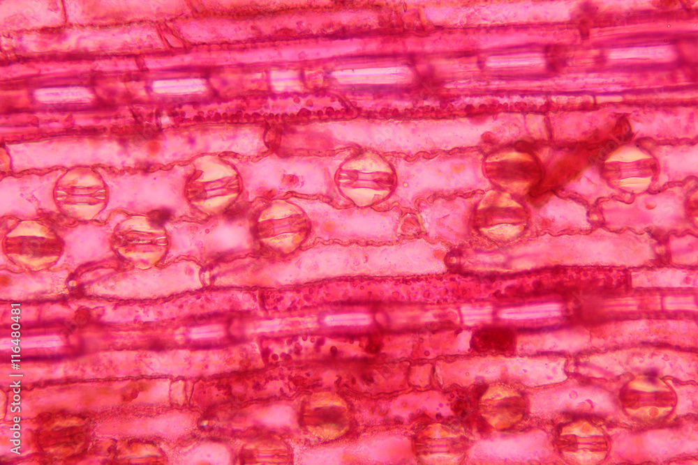 Plant cell surface of leaf under microscope Stock Photo | Adobe Stock