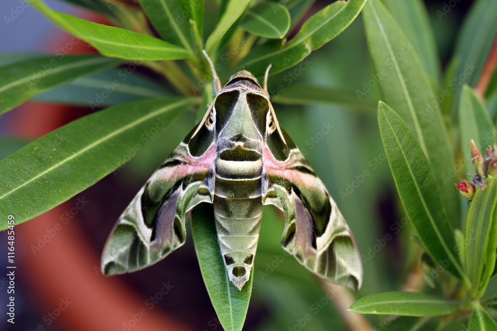 Oleander Hawk Moth on Oleander Stock Photo | Adobe Stock