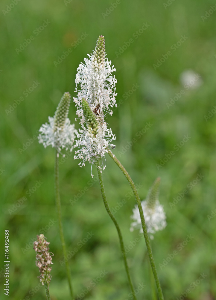 Spitzwegerich, Plantago lanceolata, Blüten Stock Photo | Adobe Stock