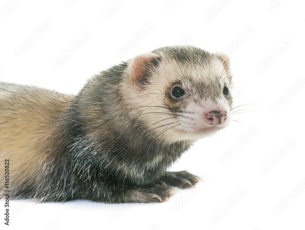 Siamese Ferret