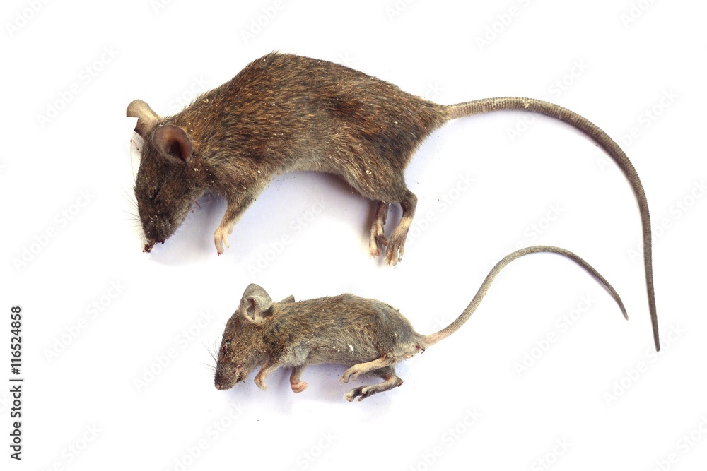 dead rat Stock Photo | Adobe Stock