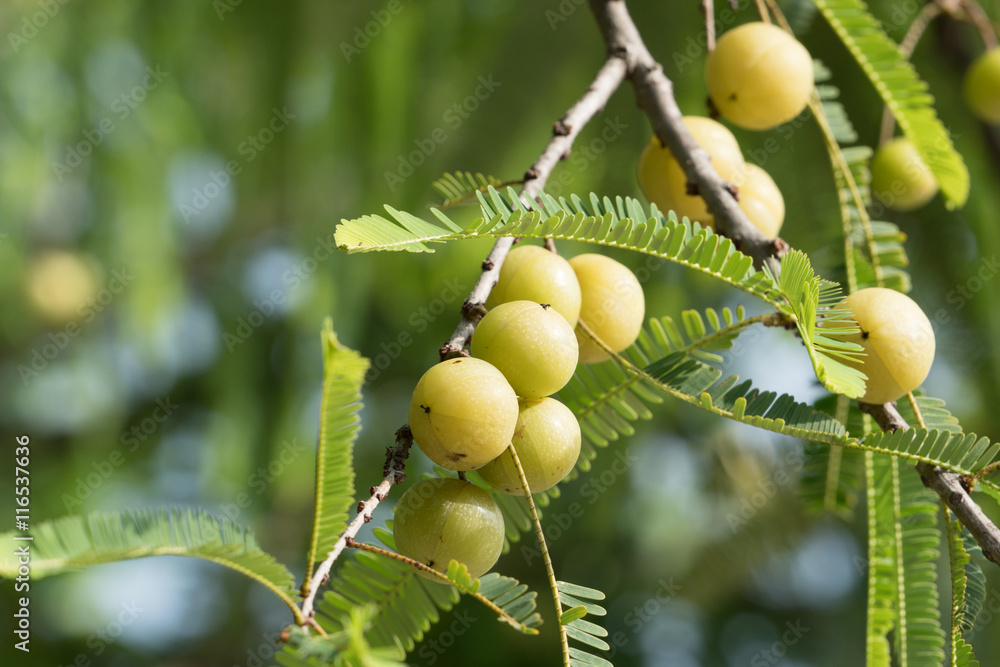 fruit of Malacca Tree Stock Photo | Adobe Stock