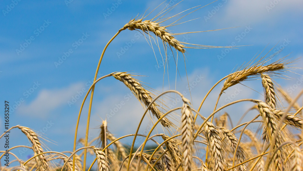 Roggenfeld im Sommer Stock-Foto | Adobe Stock