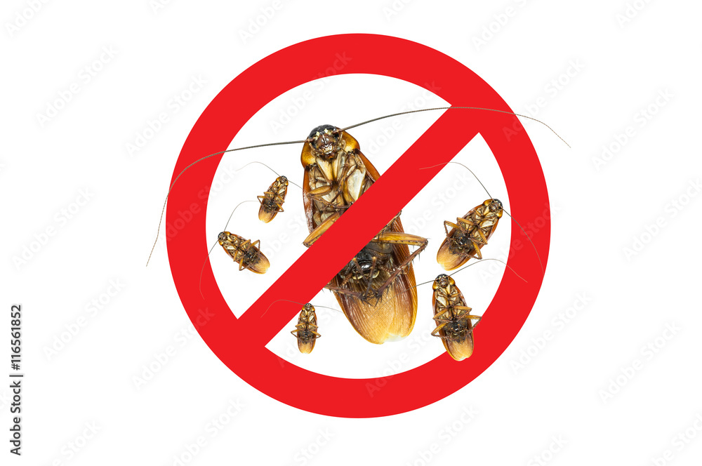 No More Group Cockroach icon ,Sign and dead of a cockroach,Isolated on ...