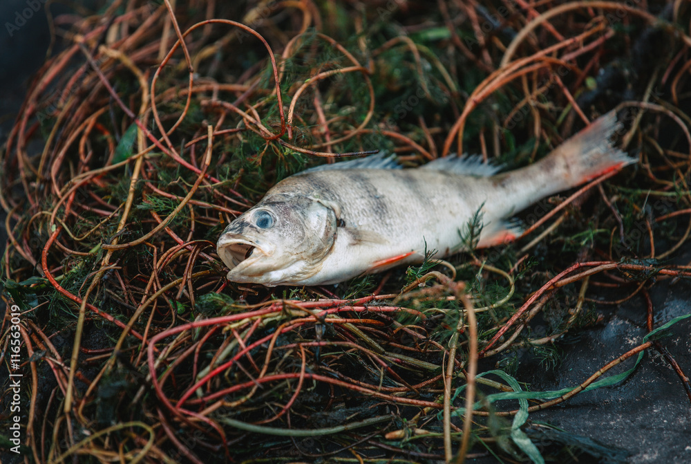 Bloated, dead, poisoned fish lies on the algae on the river bank ...