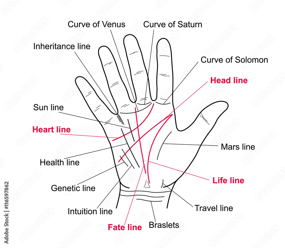 Vetor de Palmistry. Value lines on the human hand. Vector illustration ...