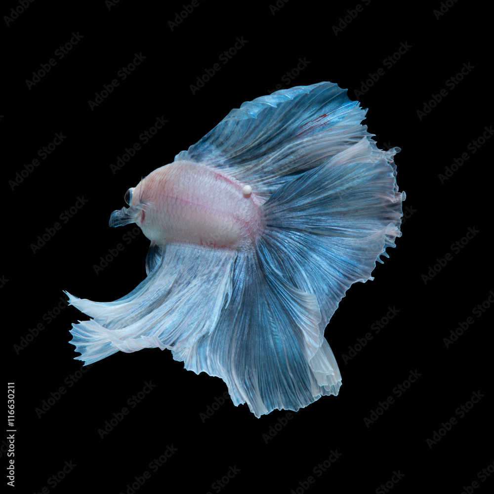Blue betta fish Stock Photo | Adobe Stock
