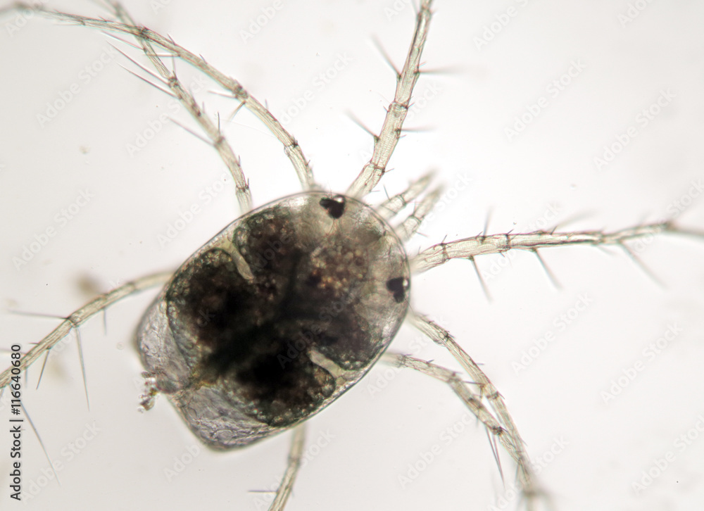 Freshwater zooplankton. Decapoda Water Mite. Hydrachnidae Stock Photo ...